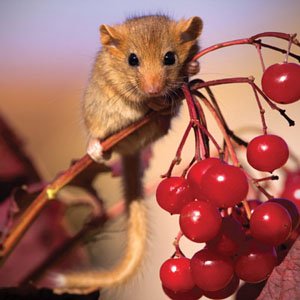 Random Animal Generator: Find Your Next Unlikely Pet